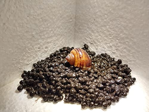 3 Pack Mystery Snails (Pick Your Color) Amazing Algae Eaters, Peaceful ...