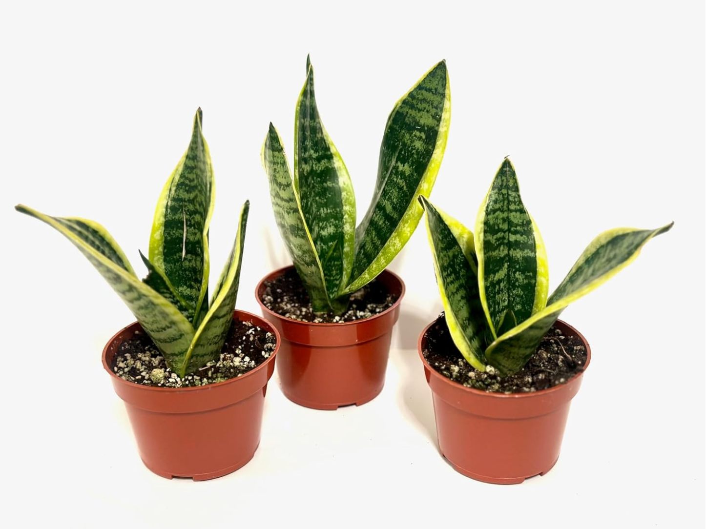 3-Pack Sansevieria Snake Plant Superba- 4 inch Pots. Live Snake Plant ...