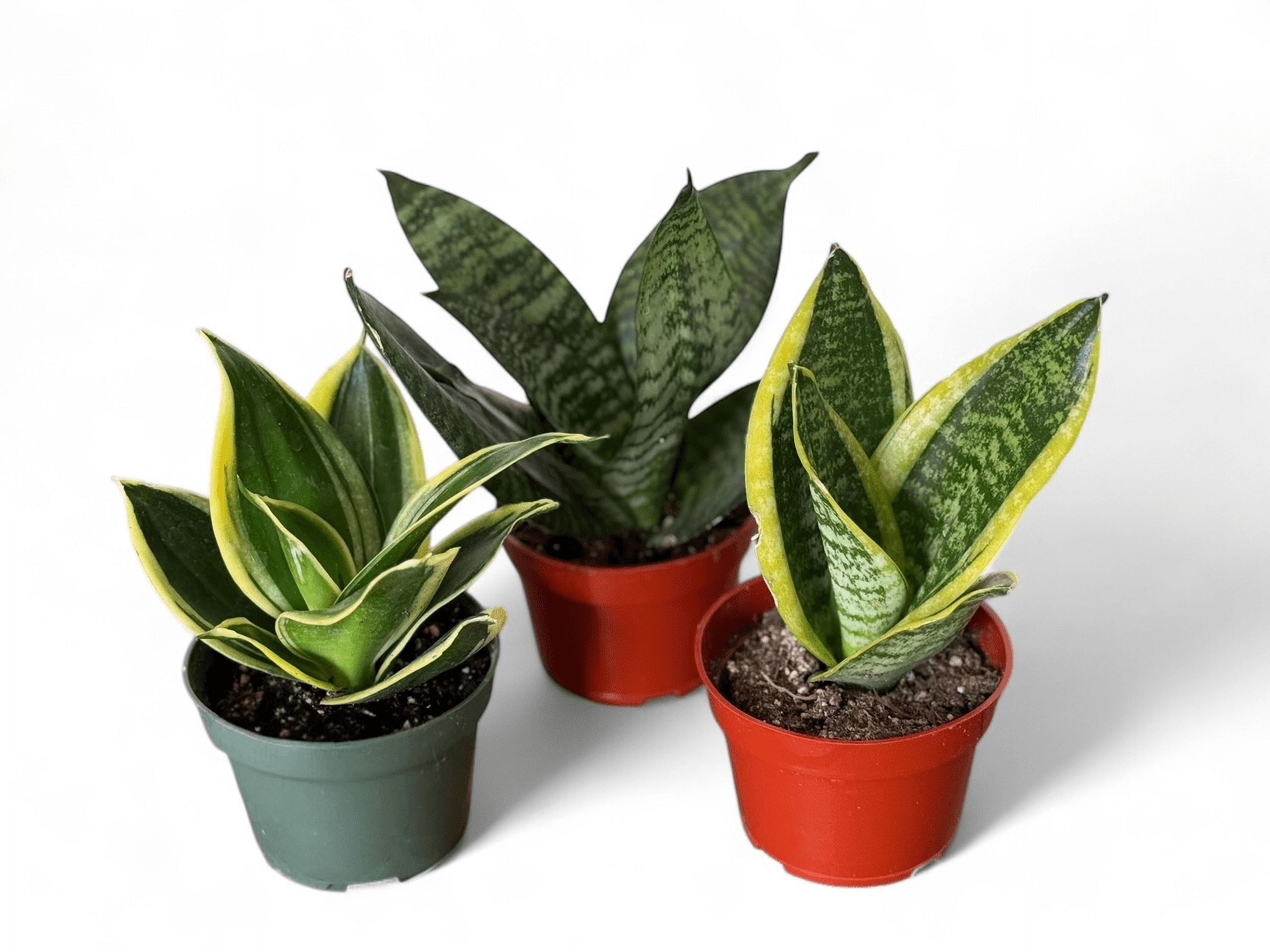 3-Pack Sansevieria Snake Plants Assorted in 4 inch Pot. Live Snake ...