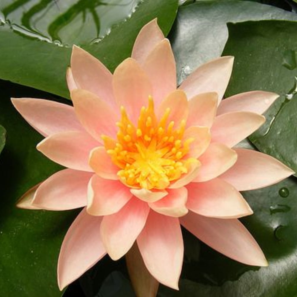 Water Lilies For Sale Nymphaea Attraction Red Hardy Water Lily Tuber ...