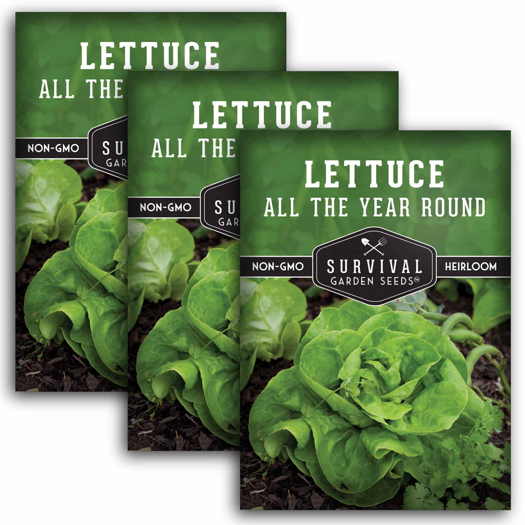 3 packs All The Year Round Lettuce Seed - Salad Greens - Non-GMO ...