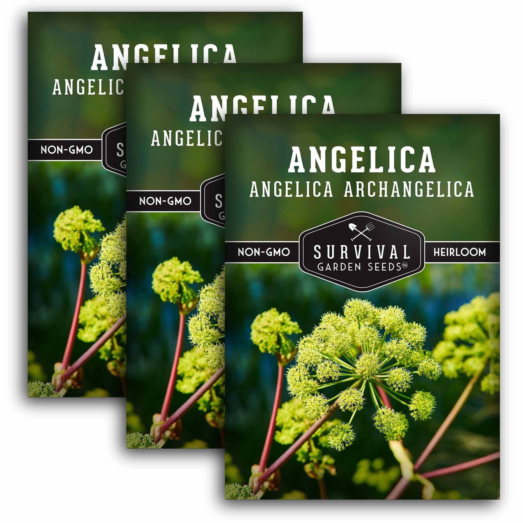 3 packs Angelica Seeds - Medicinal Herb Angelica archangelica - Non-GMO ...