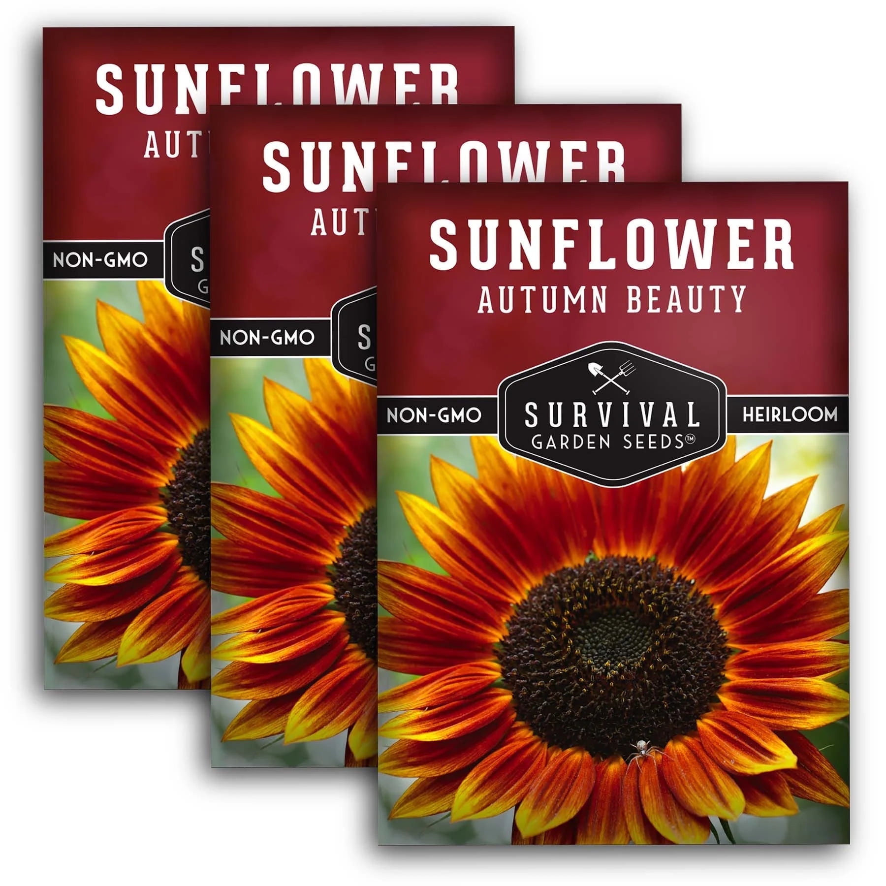 3 packs Autumn Beauty Sunflower Seed - Heirloom Full Sun Annual Flower ...