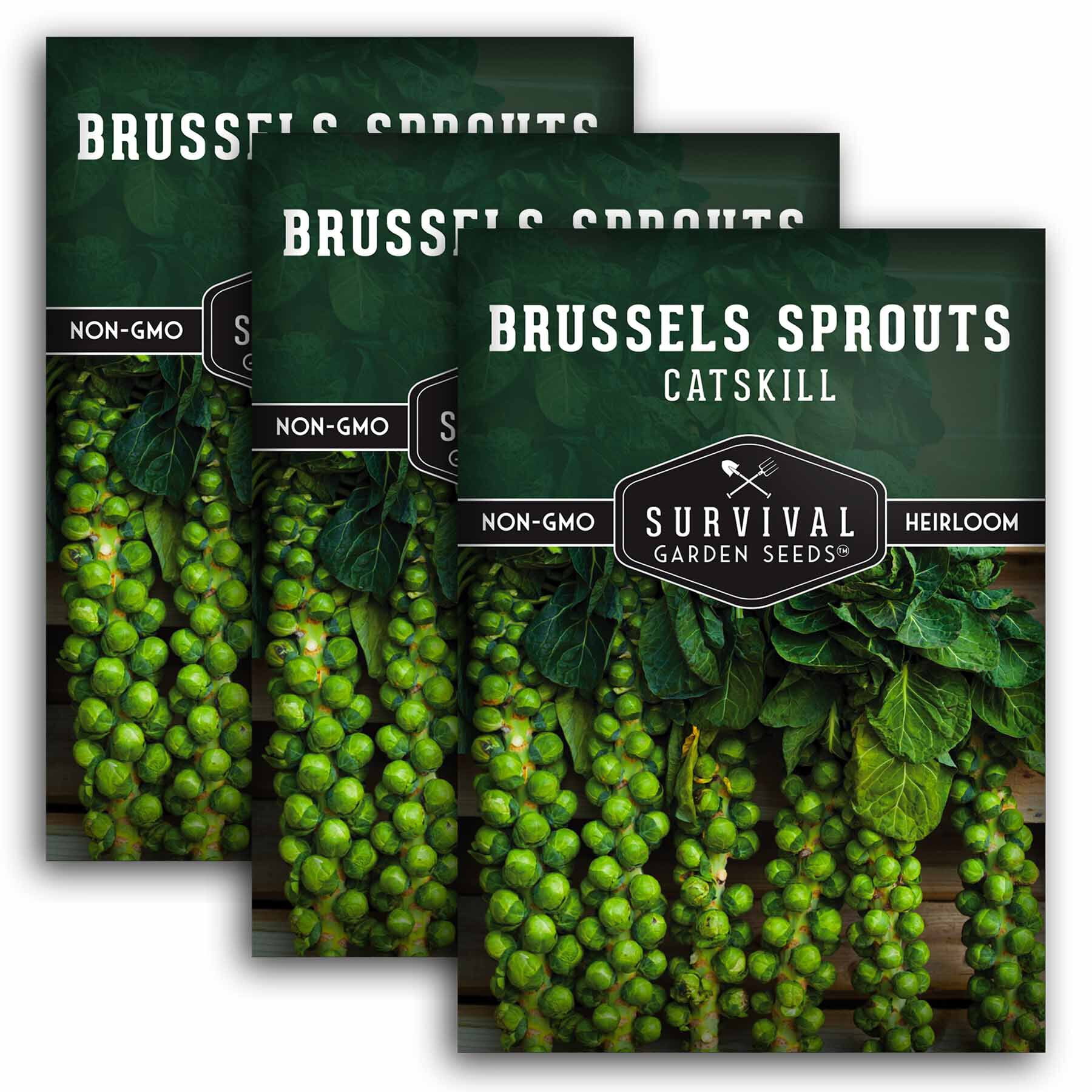 3 packs Catskill Brussels Sprouts Seed - Non-GMO Heirloom Full Sun ...