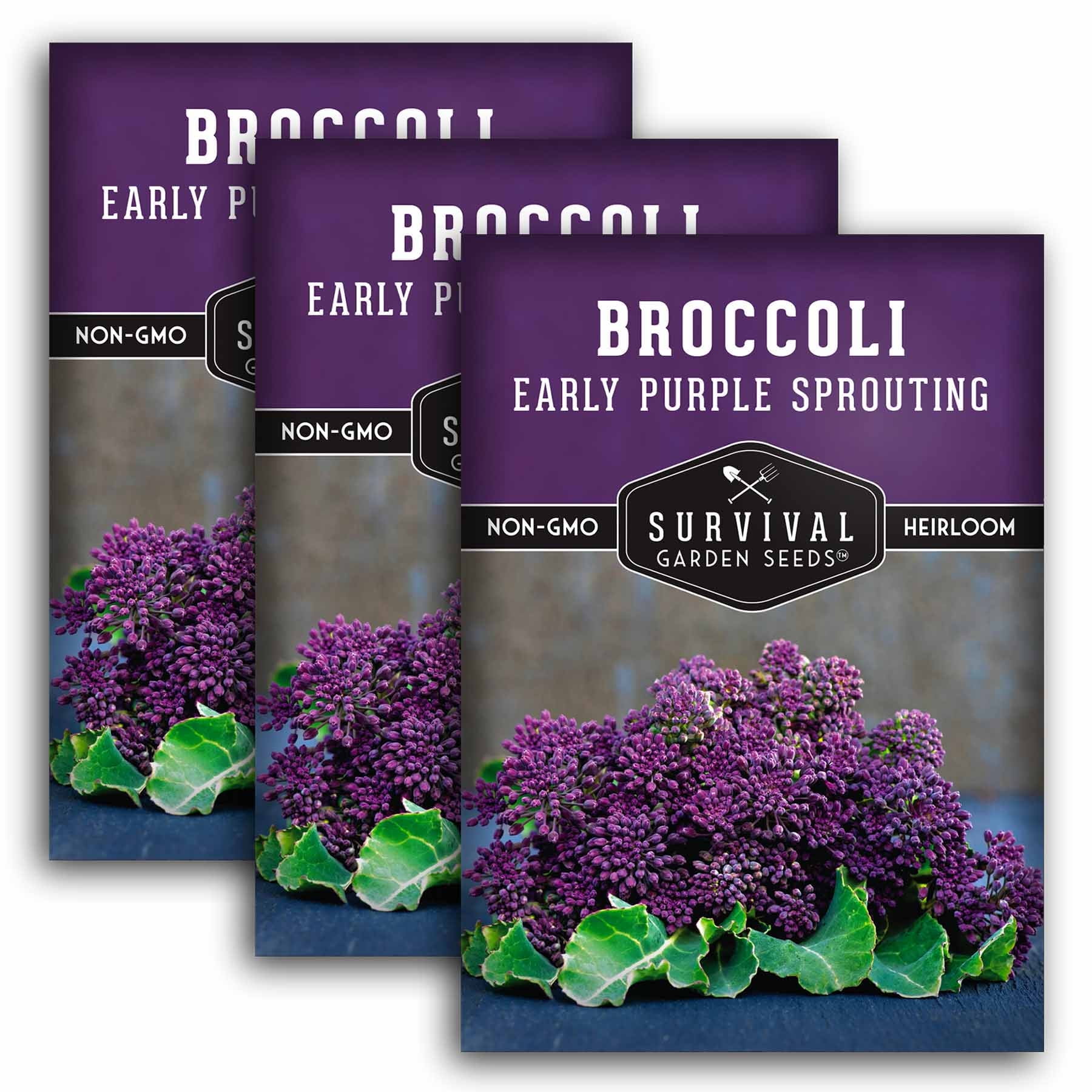 3 packs Early Purple Sprouting Broccoli Seed - Non-GMO Heirloom ...