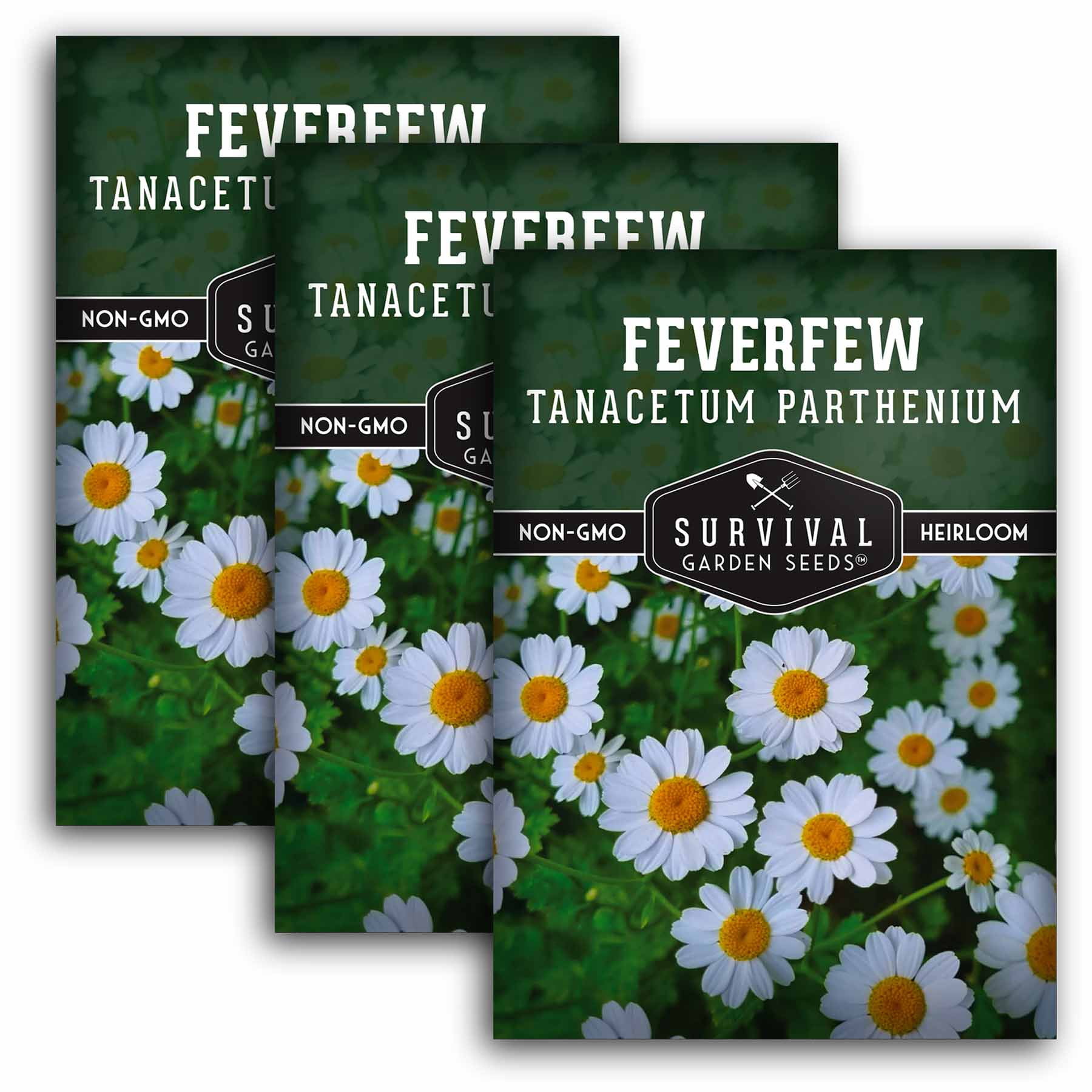 3 Packs Feverfew Seeds - Bachelor's Buttons - Non-GMO Heirloom ...