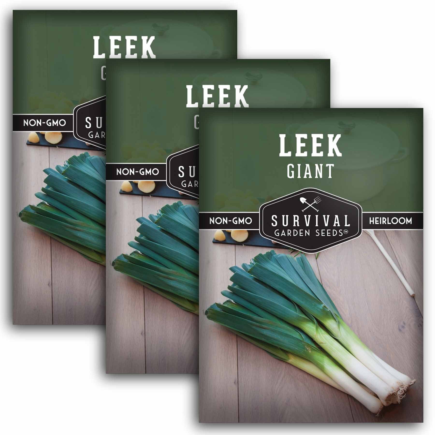 3 packs Giant Leek Seed - Non-GMO Heirloom Biennial Full Sun Vegetable ...