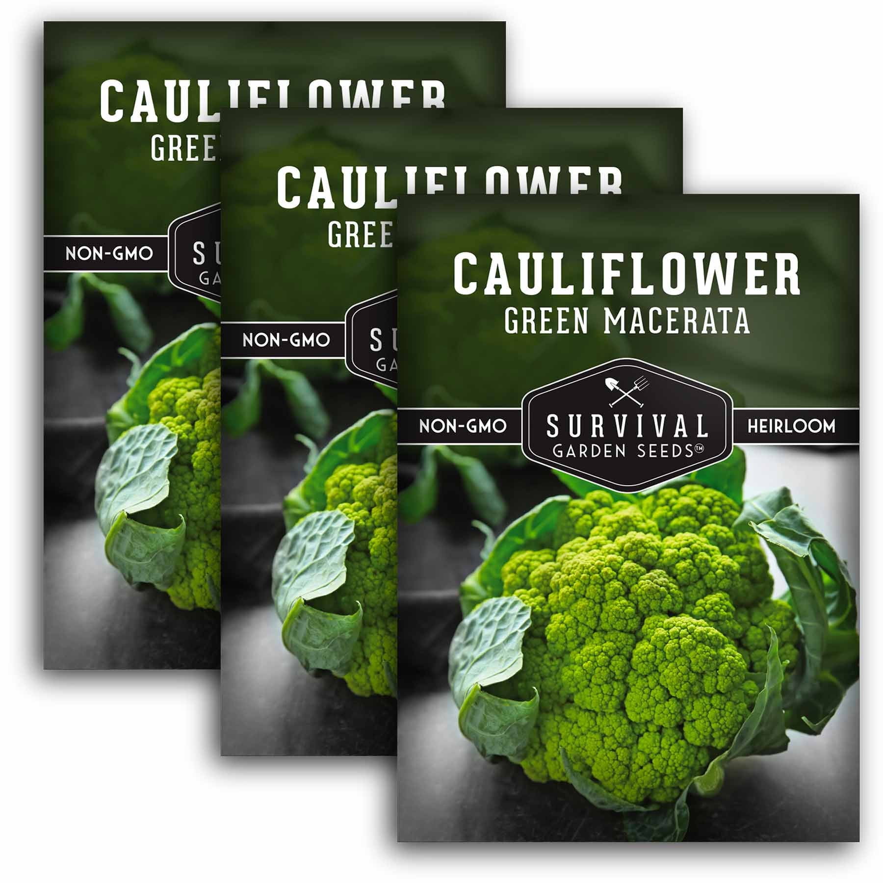 3 Packs Green Macerata Cauliflower Seed - Heirloom Biennial Full Sun ...