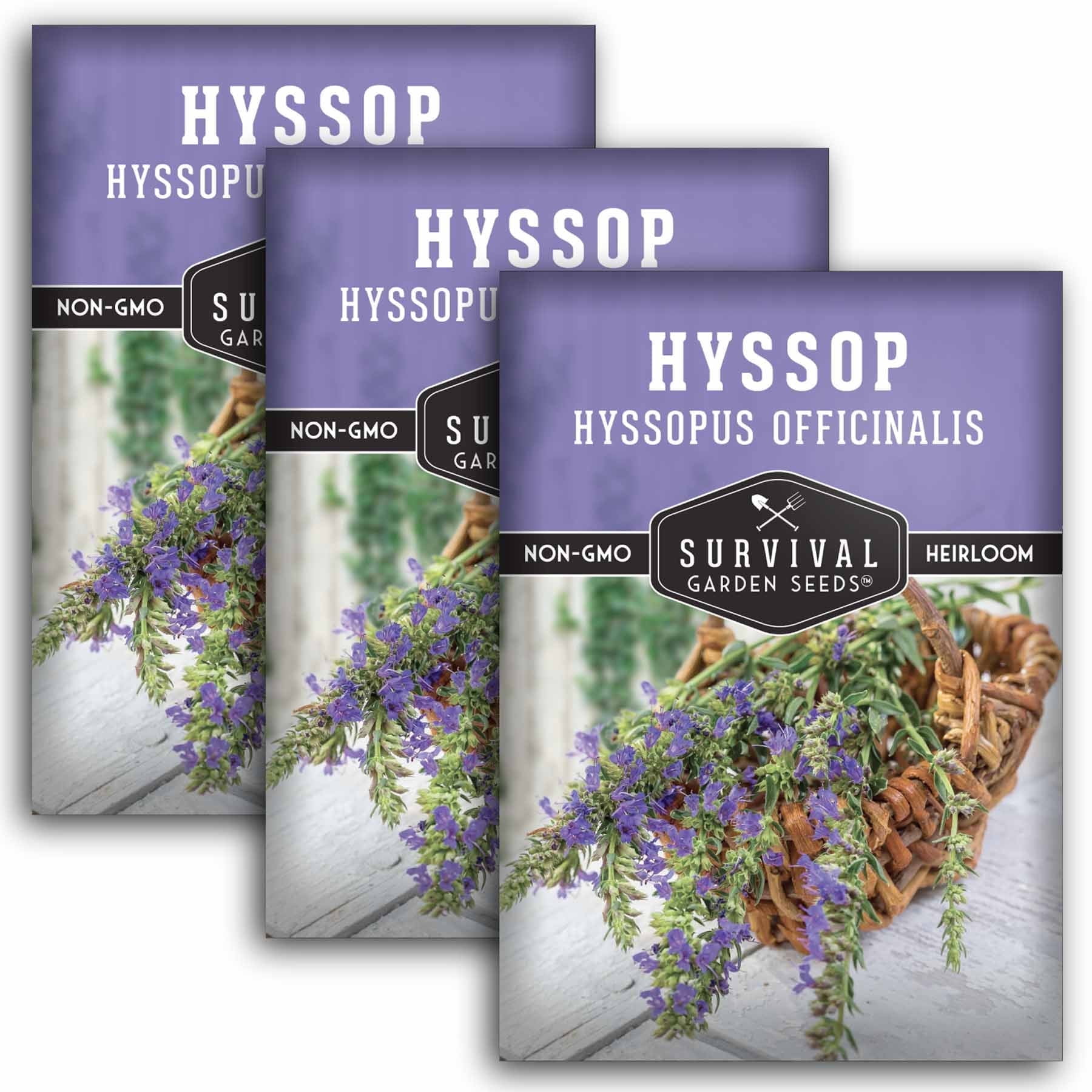 3 Packs Hyssop Seeds - Hummingbird Mint - Non-GMO Heirloom Perennial ...