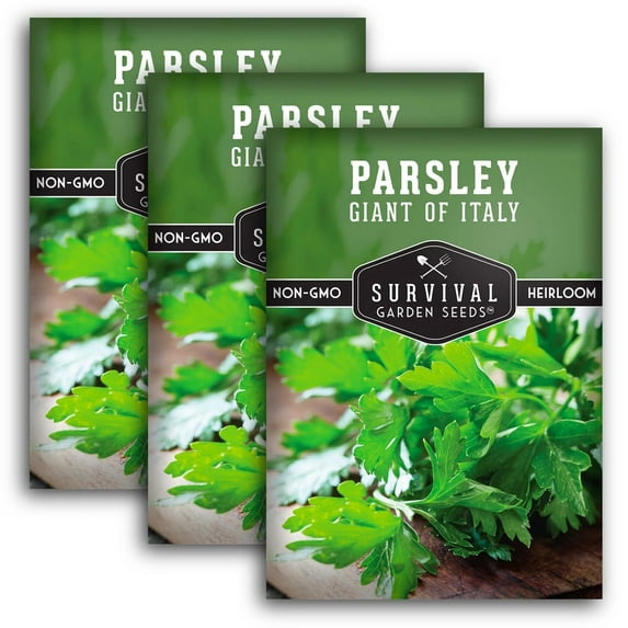 3 packs Italian Giant Parsley Seeds - Non-GMO Heirloom Full Sun ...