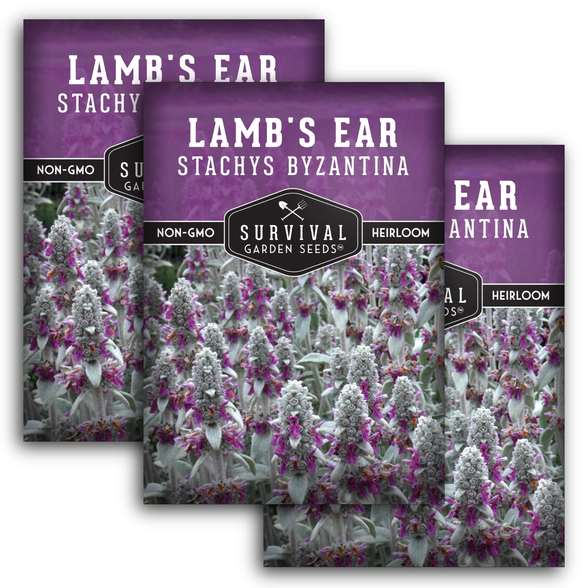 3 Packs Lamb's Ear Seeds - Wooly Betony - Heirloom Perennial Full Sun ...