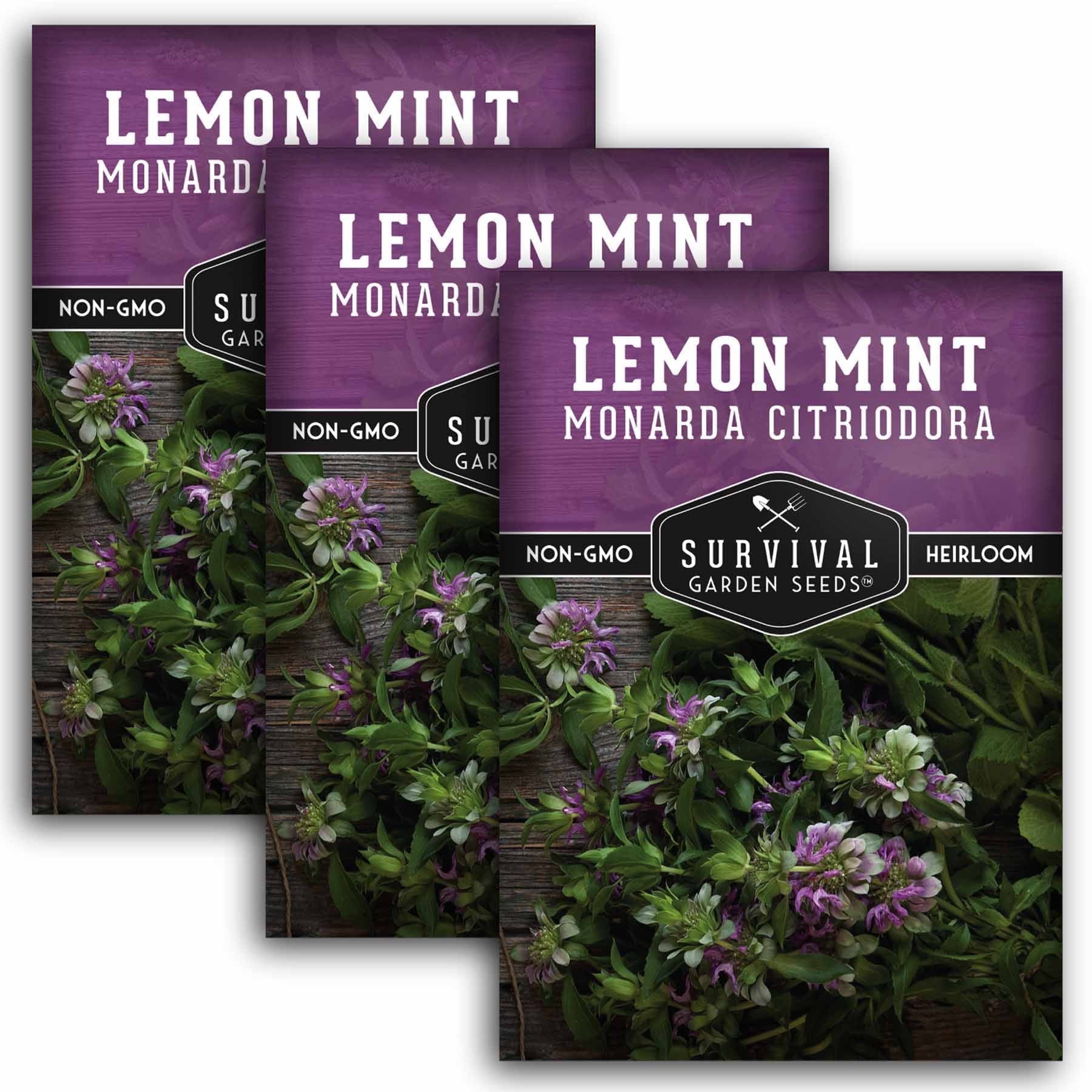 3 Packs Lemon Mint Seeds - Non-GMO Heirloom Annual Full Sun Herb ...