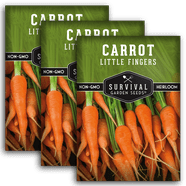 Survival Garden Seeds: 5 Packs - Bottle Gourd Seed, Birdhouse/Calabash ...