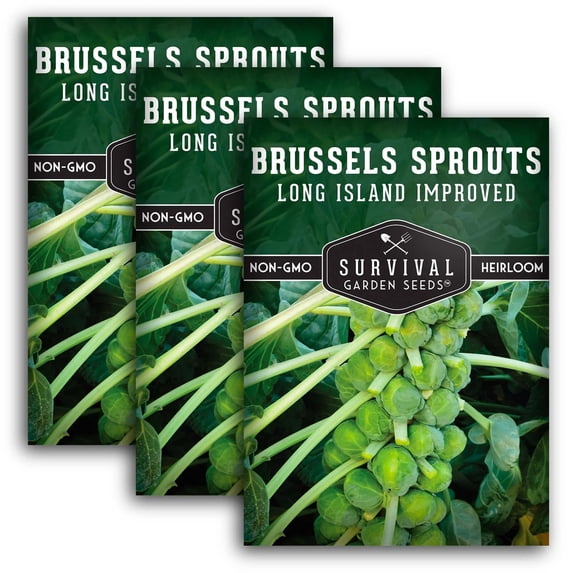 3 Packs Long Island Improved Brussels Sprouts Seed - Non-GMO Heirloom ...