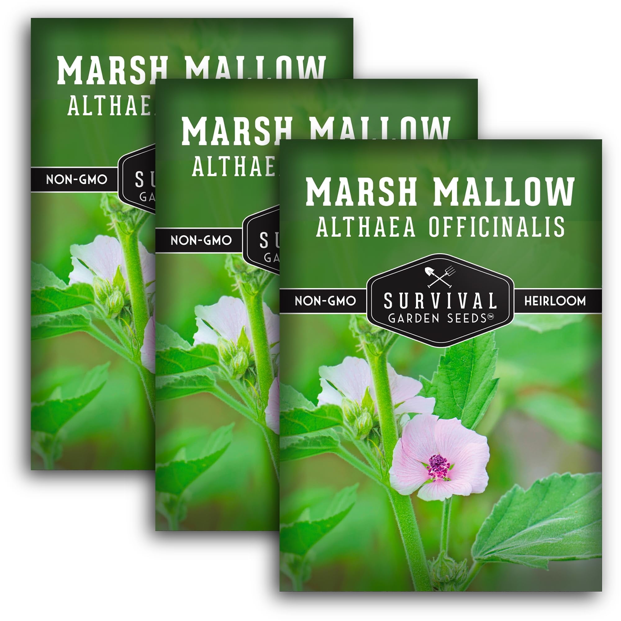 3 Packs Marsh Mallow Seeds - Rare Medicinal Flowering Herbs - Non-GMO ...