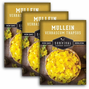 2 Packs Burdock Root Seed - Gobo - Non-GMO Heirloom Biennial Full Sun ...