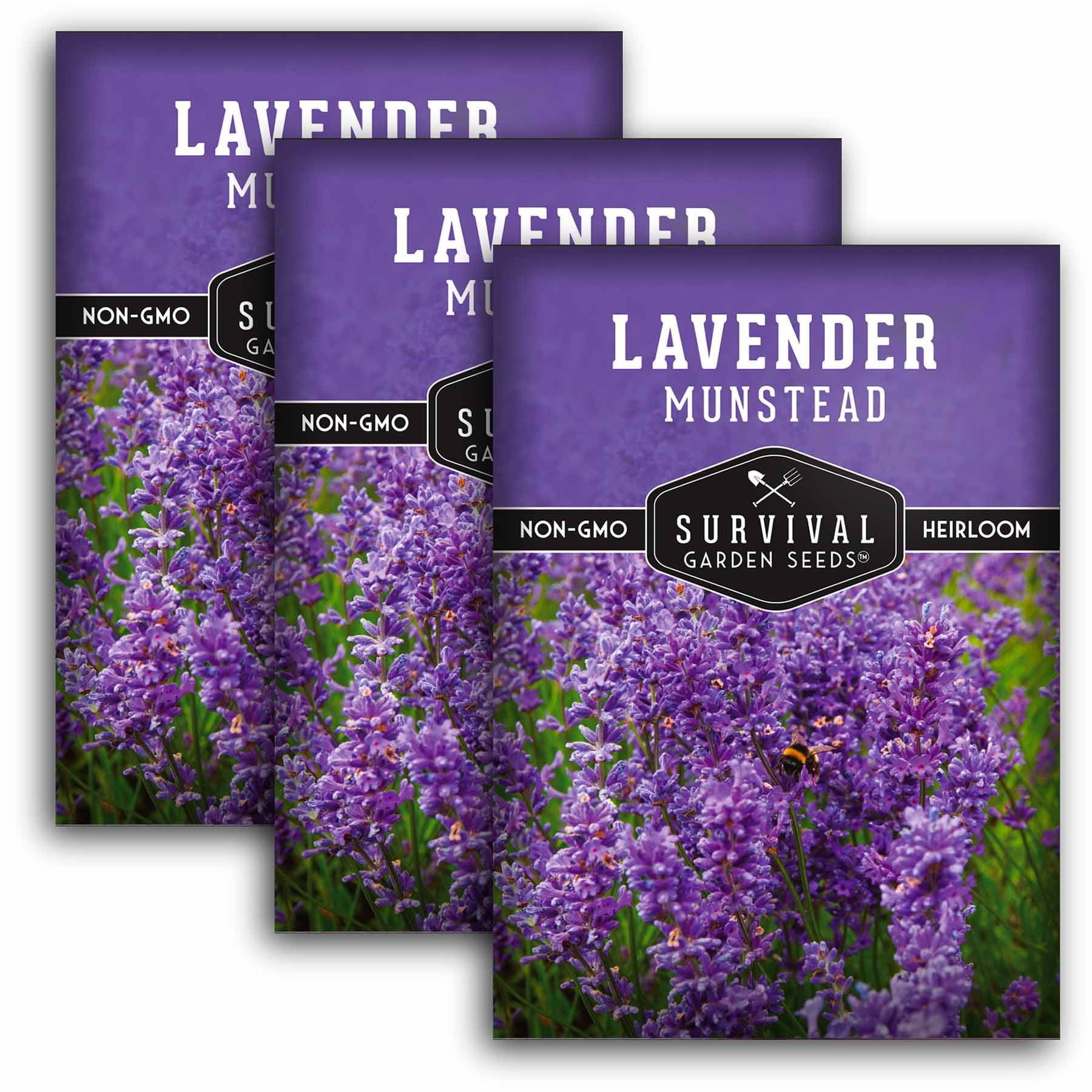 3 Packs Munstead Lavender Seed - Compact Lavandula Angustifolia Bushes ...
