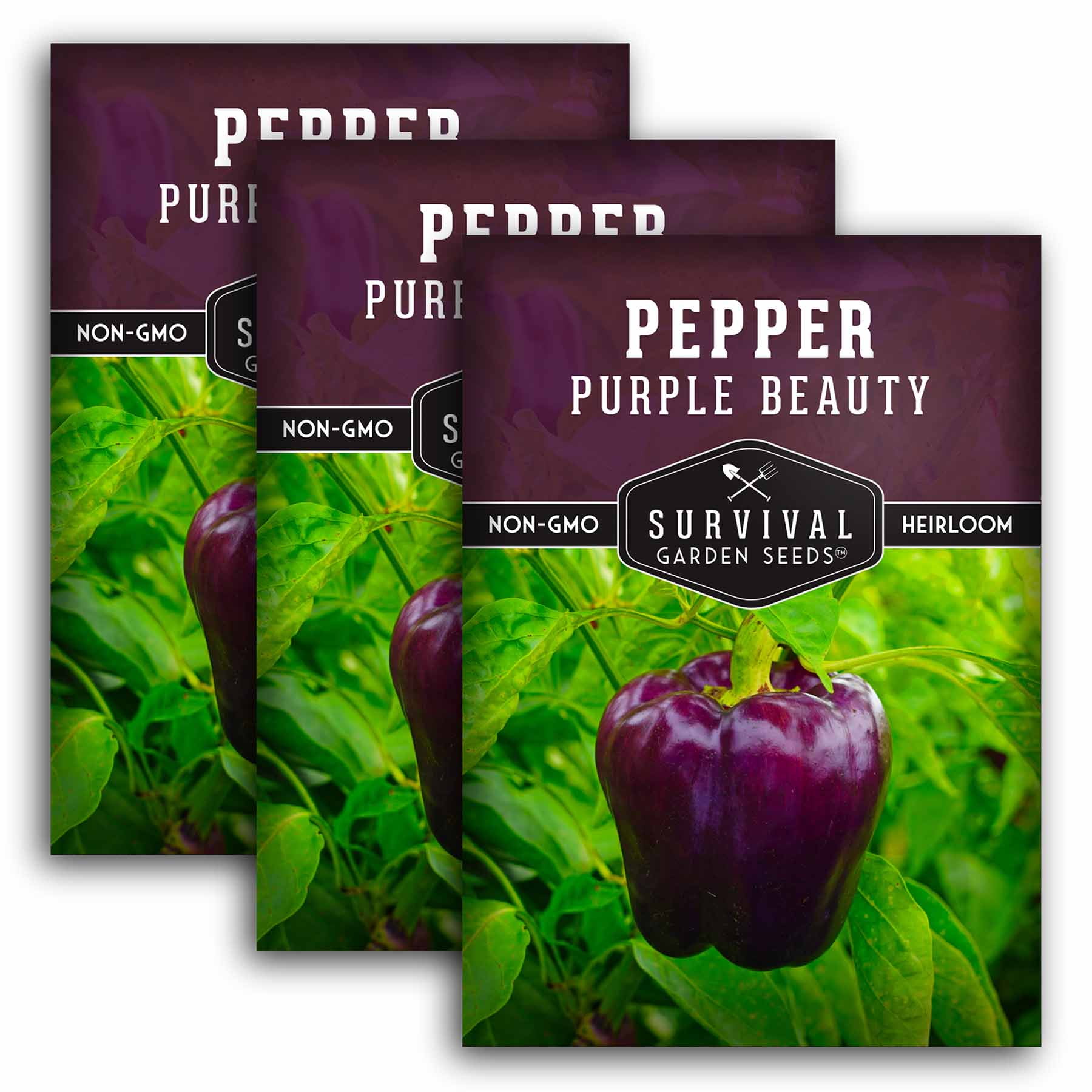3 Packs Purple Beauty Pepper Seeds - Non-GMO Heirloom Annual Full Sun ...