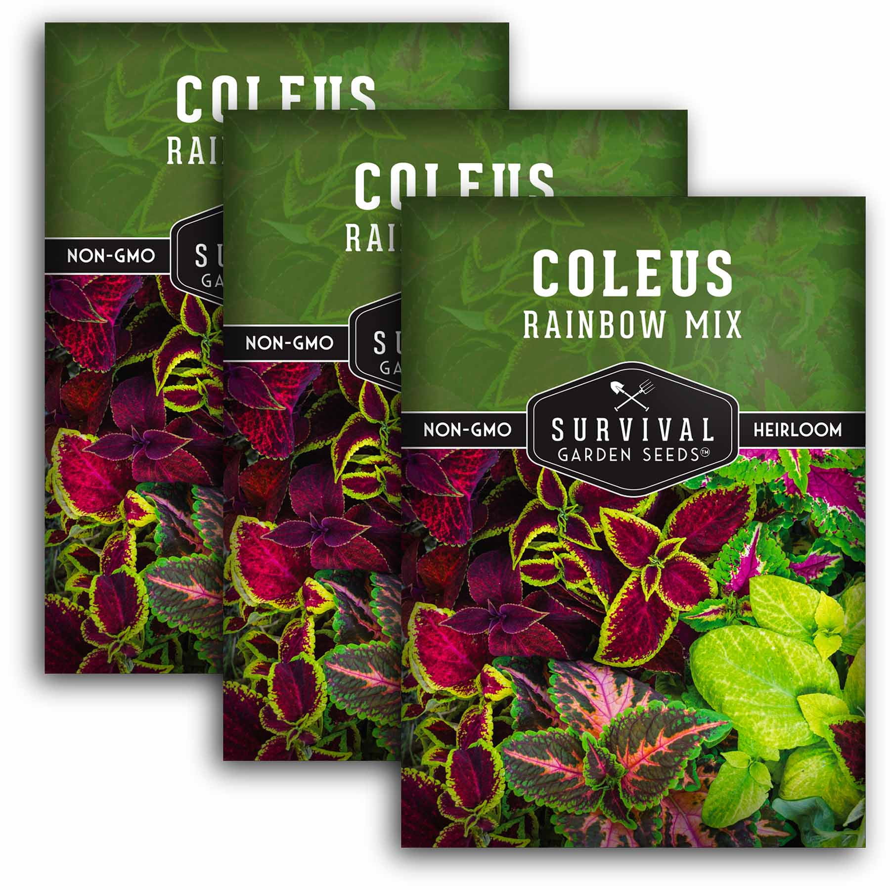 3 Packs Rainbow Mix Coleus Seeds - Non-GMO Heirloom Perennial Flowers ...