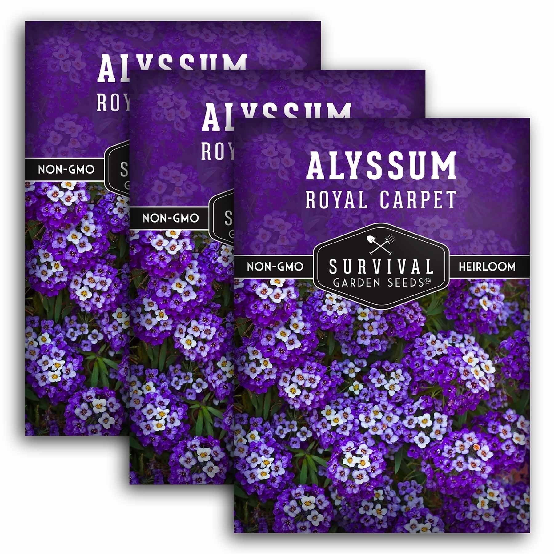 3 Packs Royal Carpet Alyssum Seed - Heirloom Perennial Full Sun Flowers ...