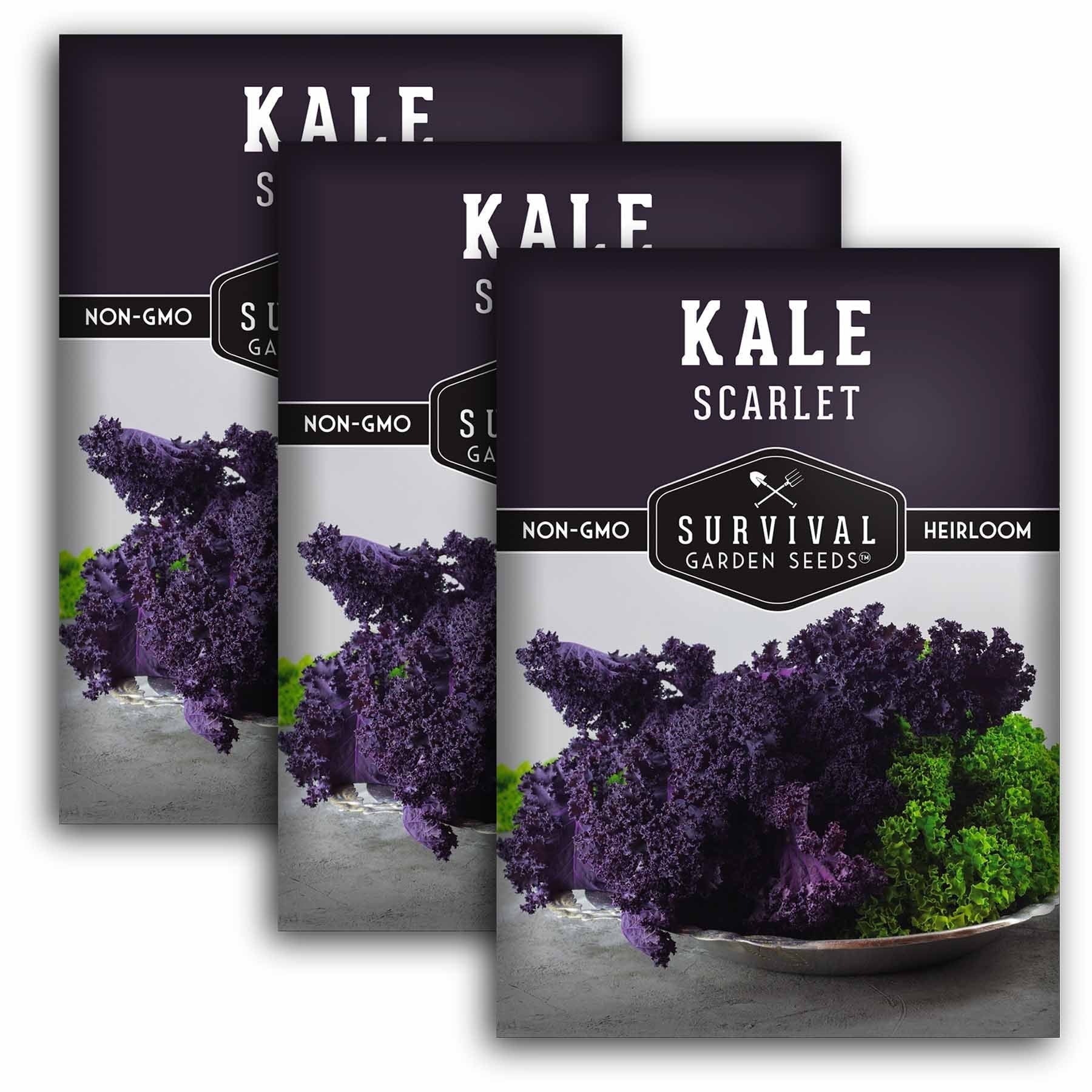 3 Packs Scarlet Kale Seeds - Ornamental Kale - Non-GMO Heirloom ...