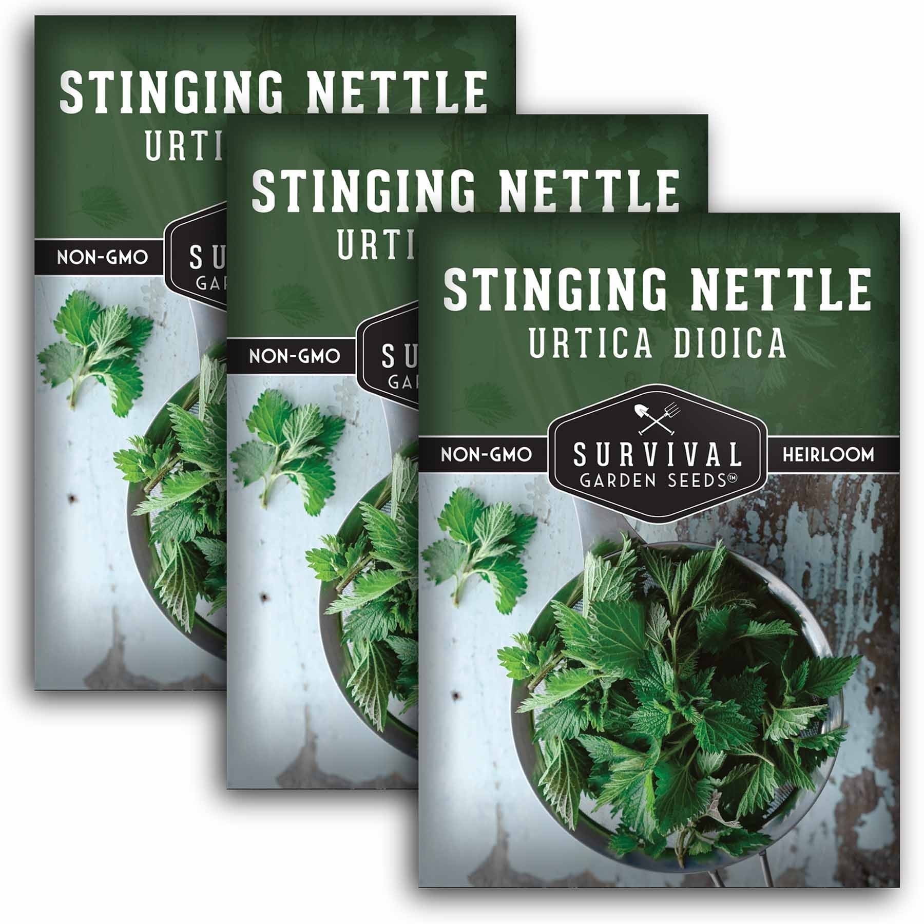 3 packs Stinging Nettle Seed - Non-GMO Heirloom Perennial Full Sun Herb ...