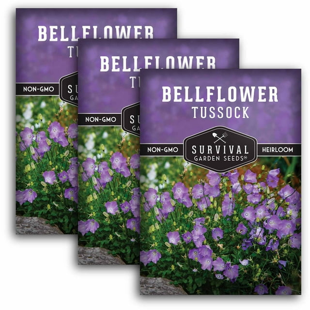 3 packs Tussock Bellflower Seed - Campanula Carpatica - Non-GMO ...