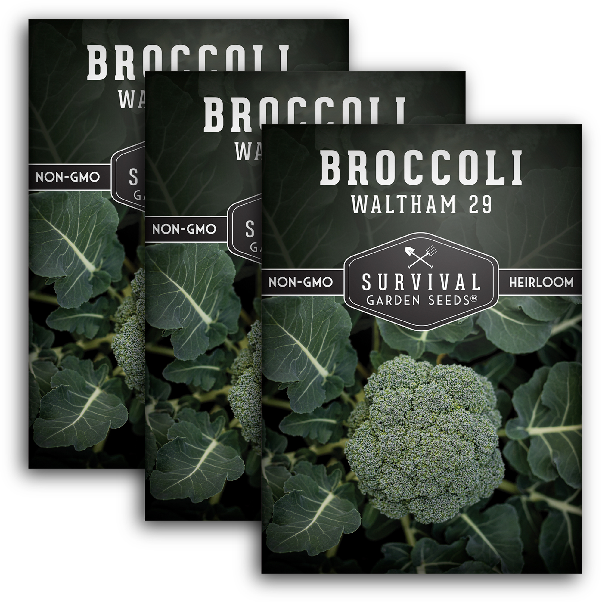 3 Packs Waltham 29 Broccoli - Non-GMO Heirloom Vegetable Seed - Full ...