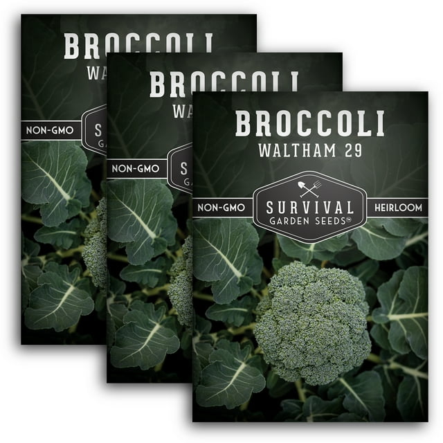 3 Packs Waltham 29 Broccoli - Non-GMO Heirloom Vegetable Seed - Full ...