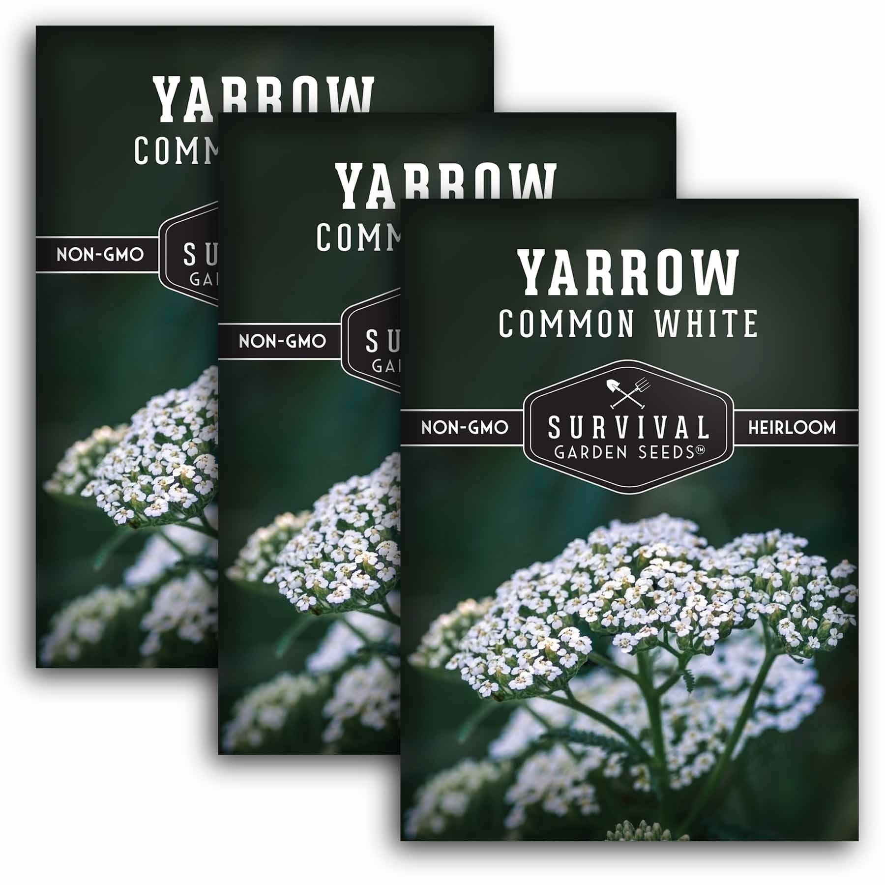 3 Packs White Yarrow Seeds Non-GMO Heirloom Perennial Full Sun Herbs ...