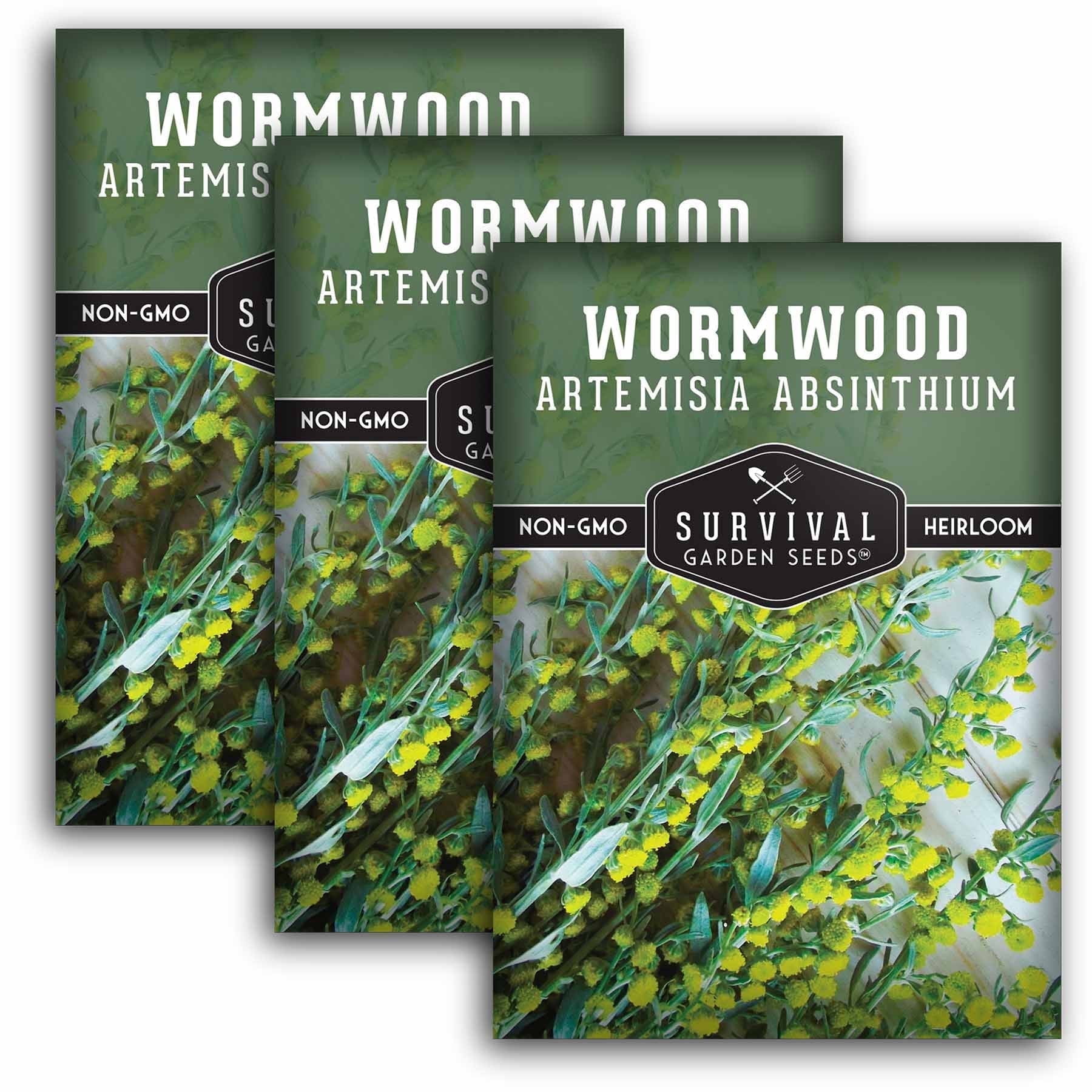 3 packs Wormwood Seeds - Non-GMO Heirloom Perennial Full Sun Herb ...