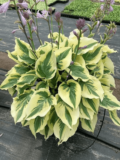 3 Paisley Border Hosta Bareroot Plants - Walmart.com