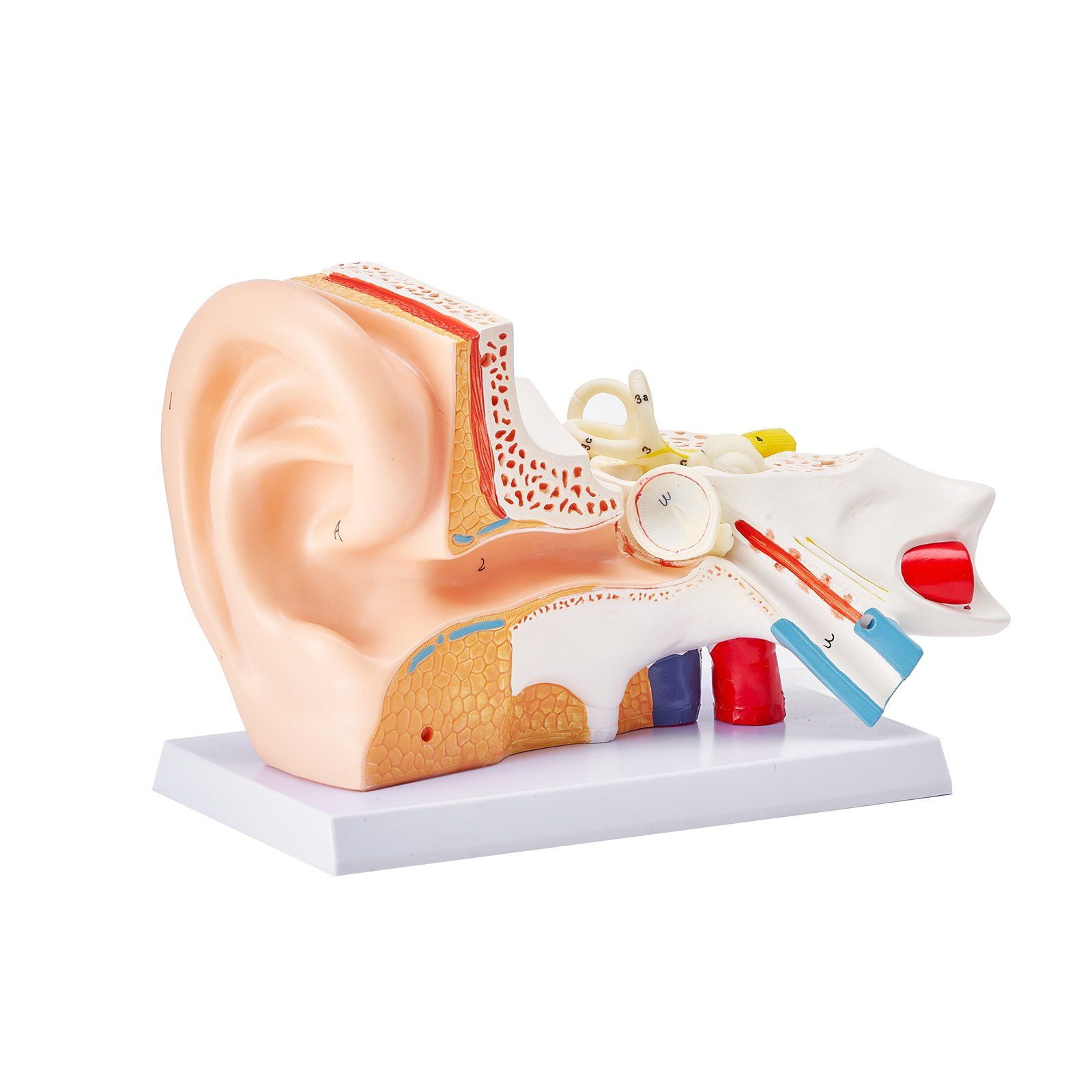 3-Part Enlarged Human Ear Anatomy Model, Outer Middle Inner Ear Display ...