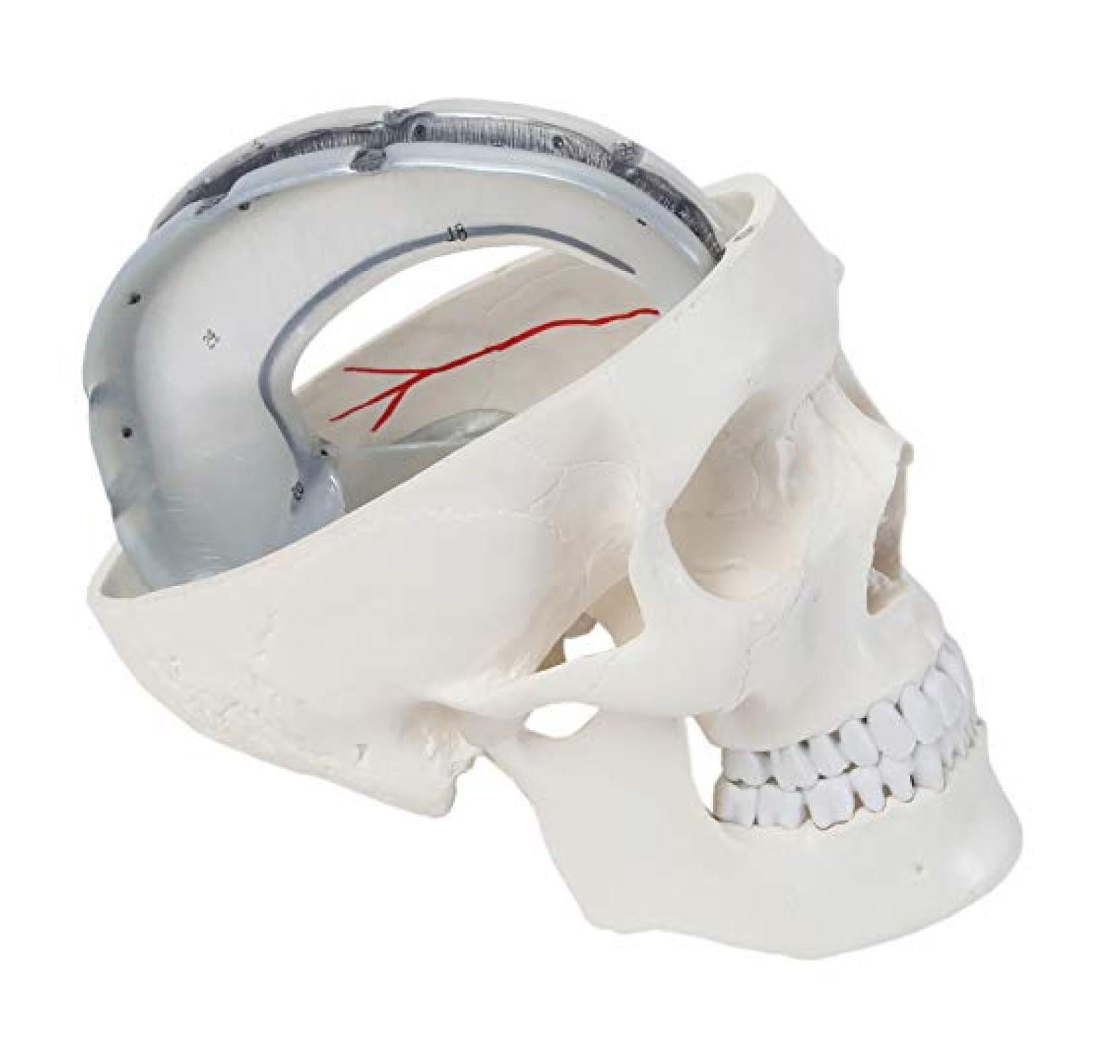 3-Part Human Model, Life Size Numbered Features Dura Mater, Blood ...