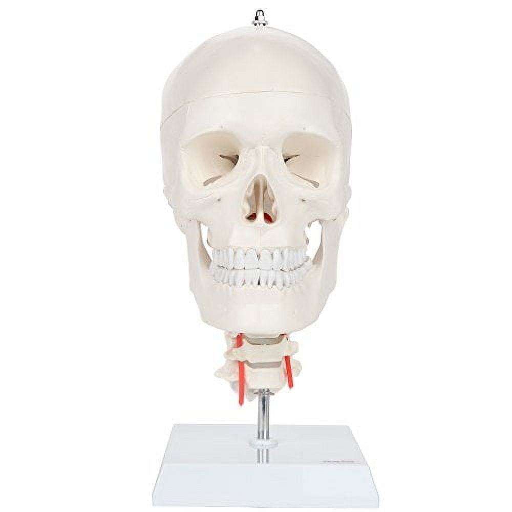 3-Part Human Skull Model with Flexible Neck | Realistic Life Size ...