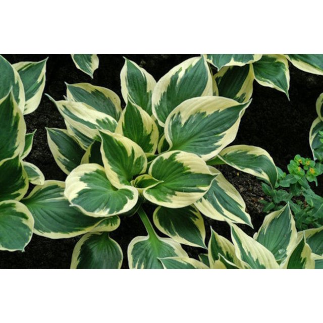3 Patriot Hosta Plants in 3.5 inch cups - Walmart.com