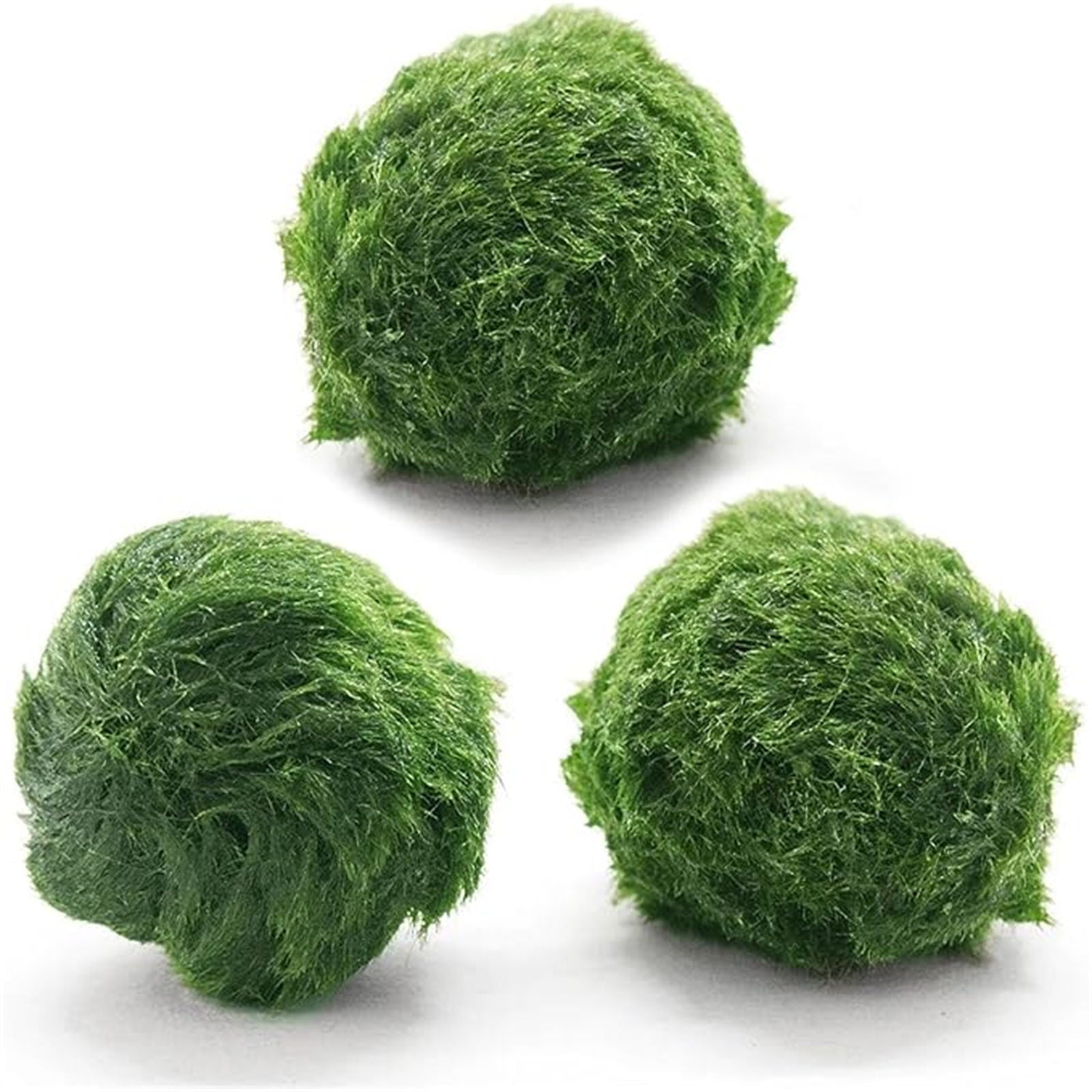 3 Pcs Live Moss Balls for Aquarium, Natural Water Filter & Oxygen ...