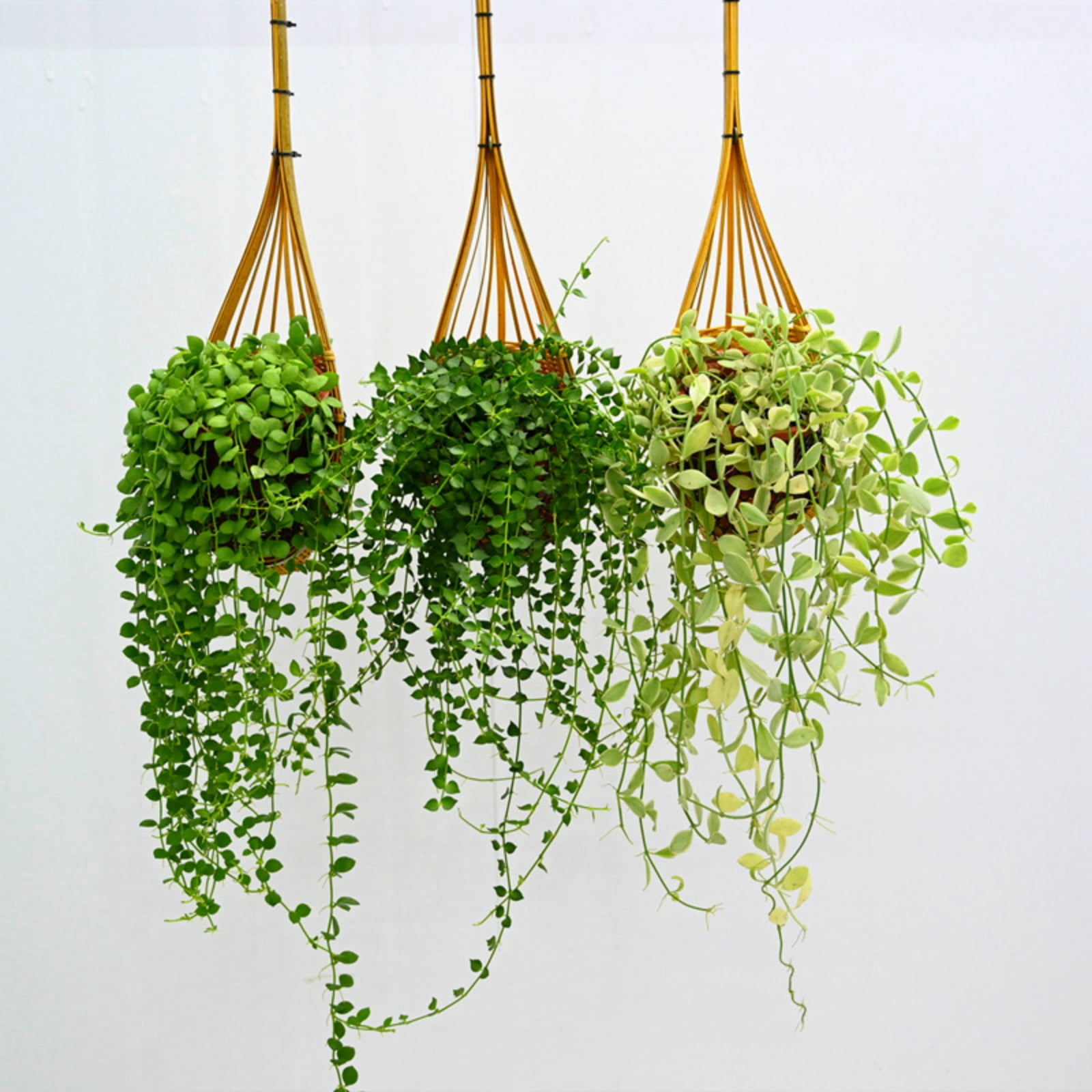 3 Pcs Orchid Hanging Planter Orchid Hanging Basket Hanging Orchid ...