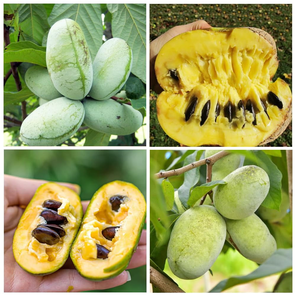 3 Pcs Paw Paw Tree Seeds NSD3 for Planting Outdoors-Edible Pawpaw ...