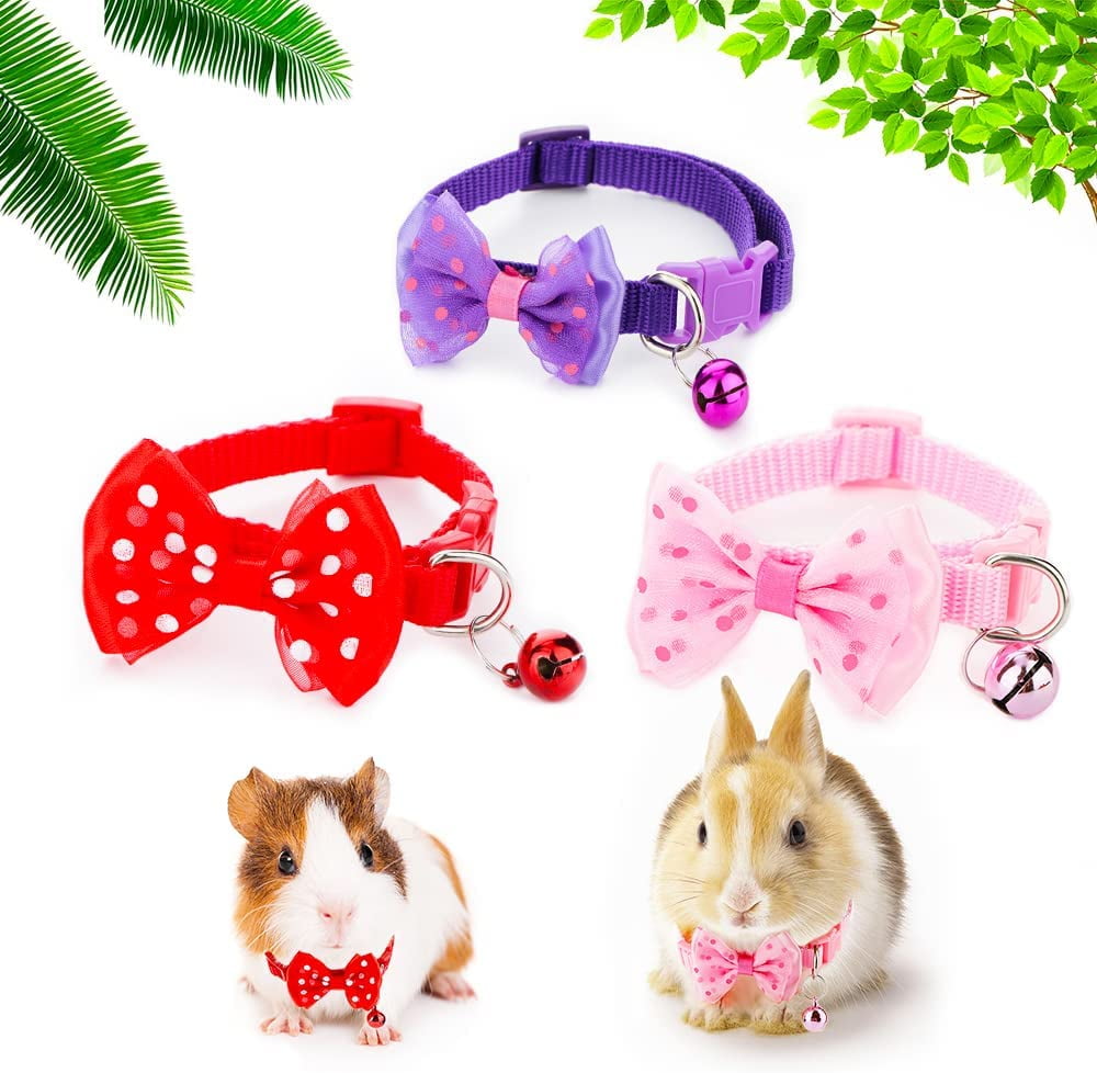 Collar Guinea Pig