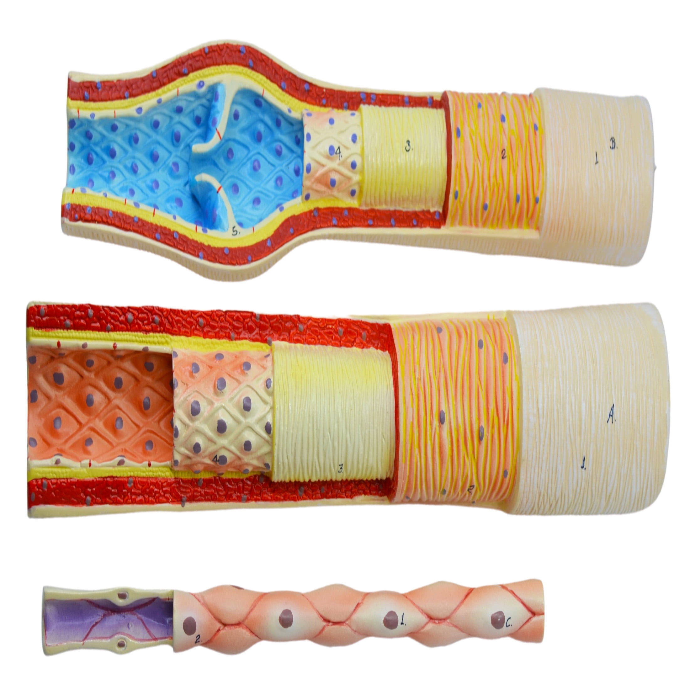 3 Piece Artery, Vein and Capillary Model Set, 13 Inch - Enlarged ...