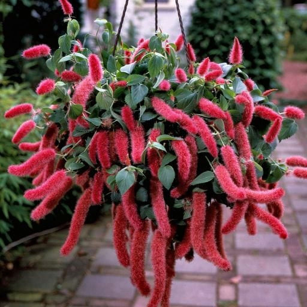 Red Foxtail Plant