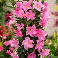 3 Pink Mandevilla Plants Live, 5-10” Tall Flowering Mandevilla Vines ...