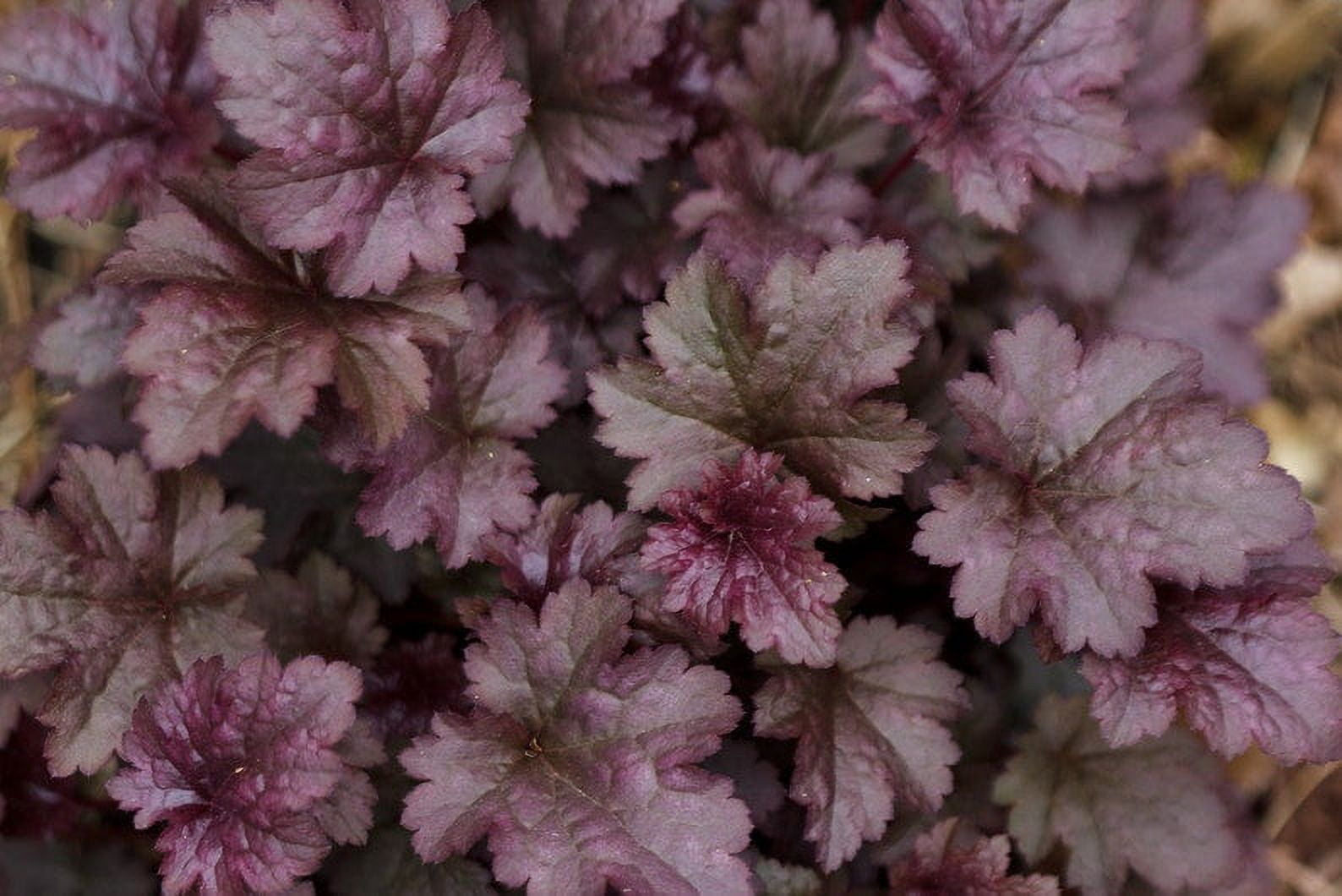 3 Plum Pudding Heuchera/ Coral Bells in 4 Inch Pot - Walmart.com