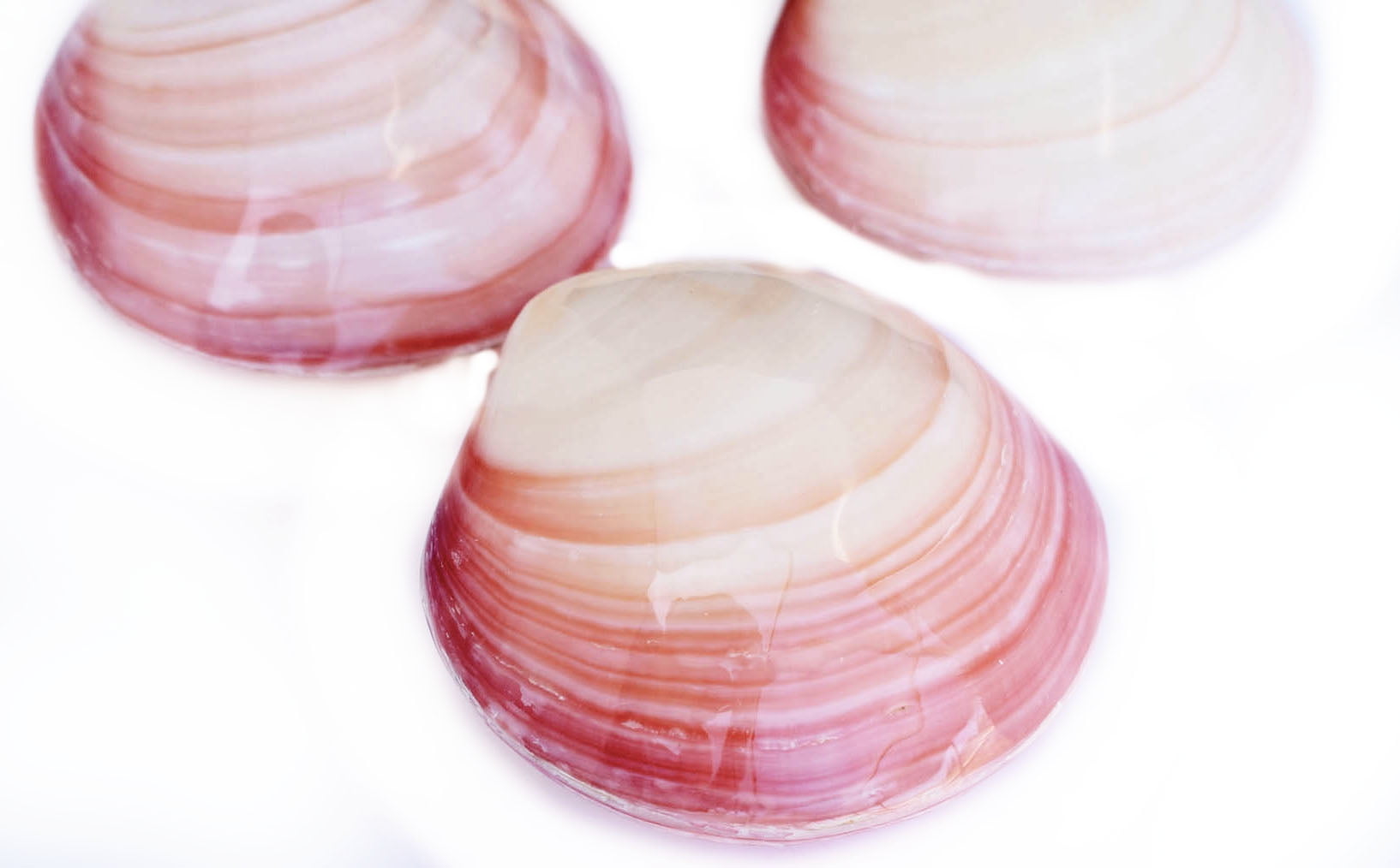 3 Polished Tiger Clam Pair Shells Seashell 3-4" (80-100mm) Coastal ...