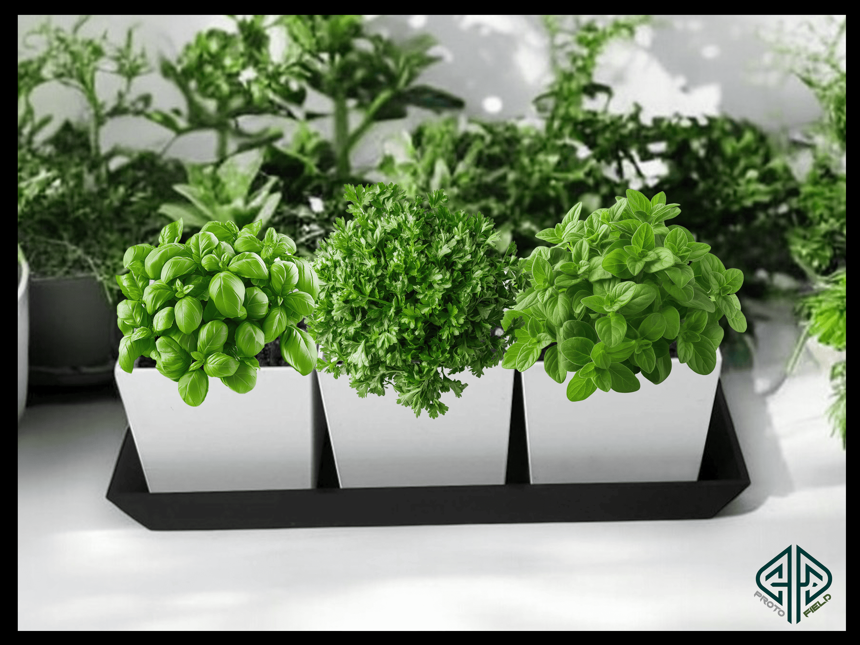 3-Pot Indoor Herb Garden Kit – Grow Fresh Basil, Parsley, Chives ...