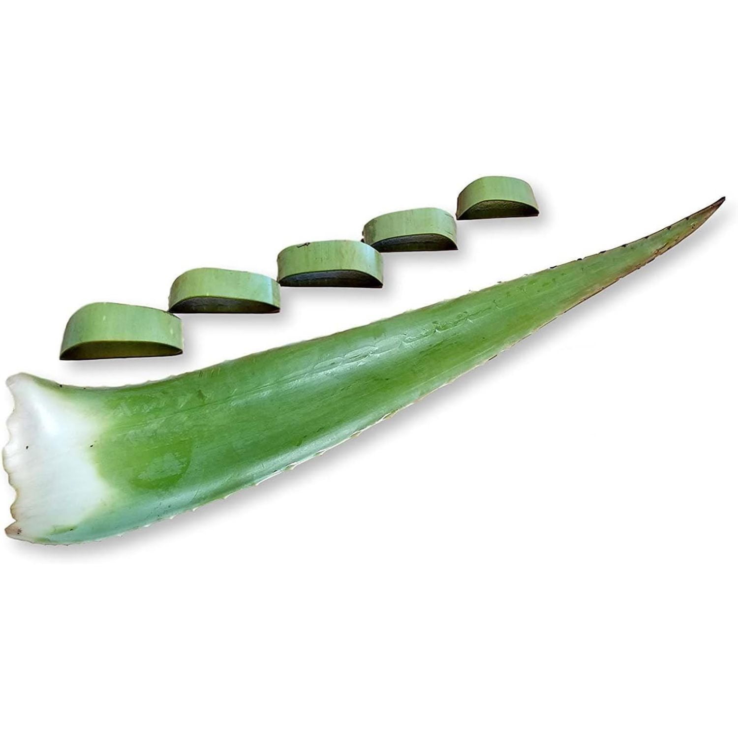3 Pounds Organic Extra Large Aloe Vera ZZYF Green Leaves - Walmart.com