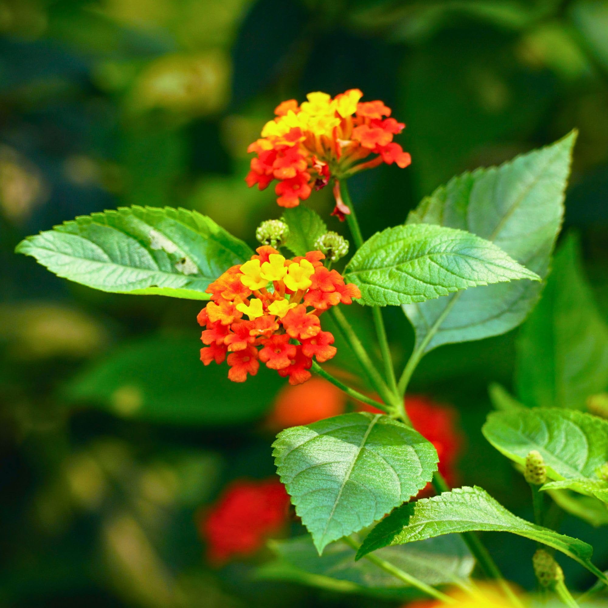3 Radiation Lantana Bushes, Live Plants (Lantana Camara 'Radiation ...
