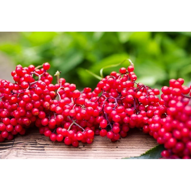 3 Red Elderberry Bush Seedlings for Planting - Sambucus racemosa - No ...