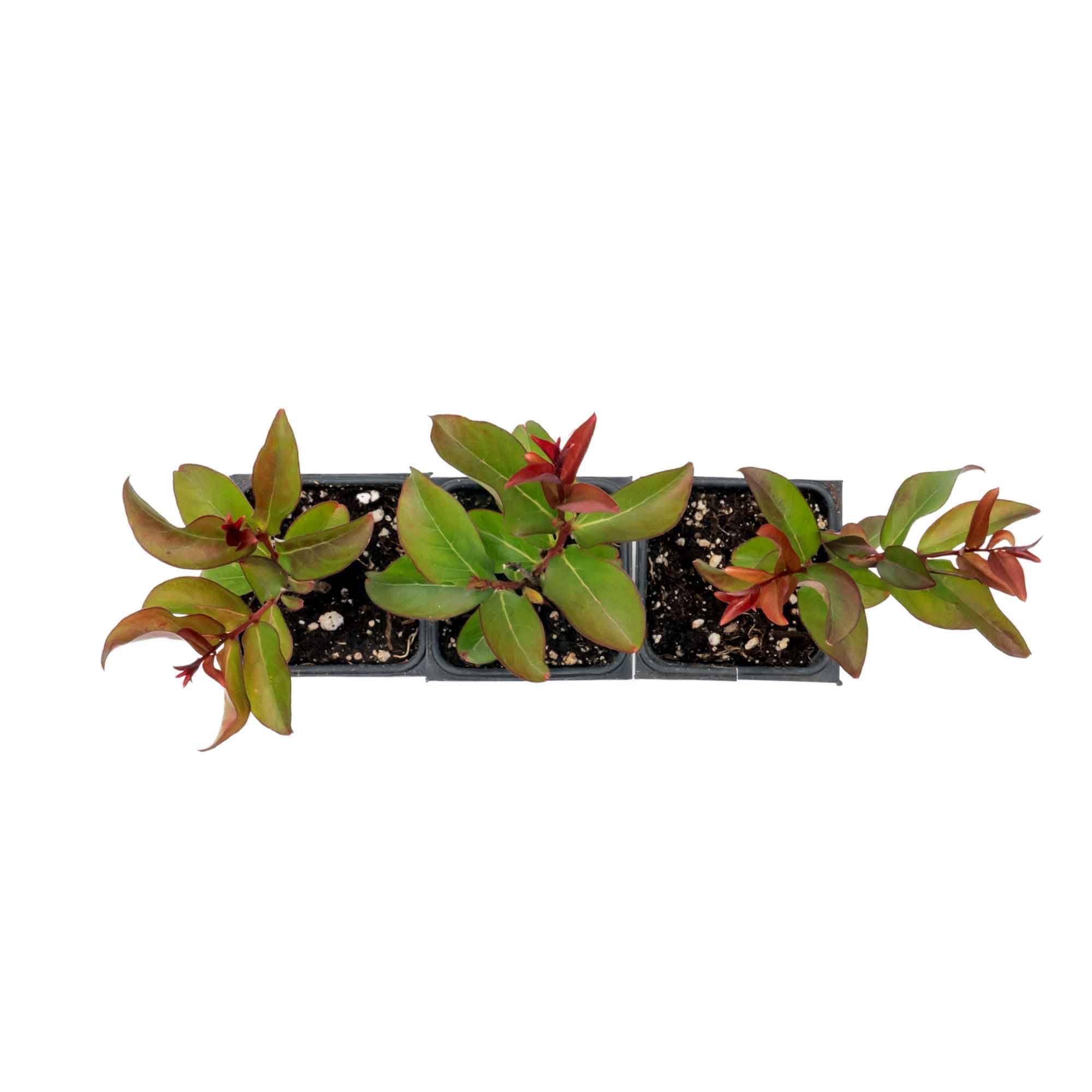 3 Red Rocket Crape Myrtle Trees – Fast-Growing Cherry-Red Flowering ...